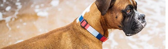 Dog Collar – Little Batches